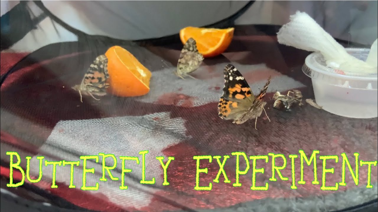 BUTTERFLY EXPERIMENT FROM EDUCATION STATION - YouTube