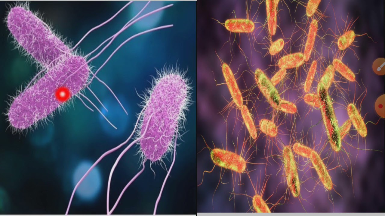 Bacteremia, salmonella and enteric fever. Micro L12 - YouTube
