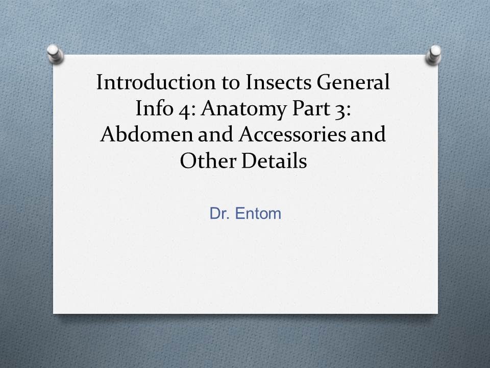 Introduction to Insects General Info 4 part 3 - YouTube