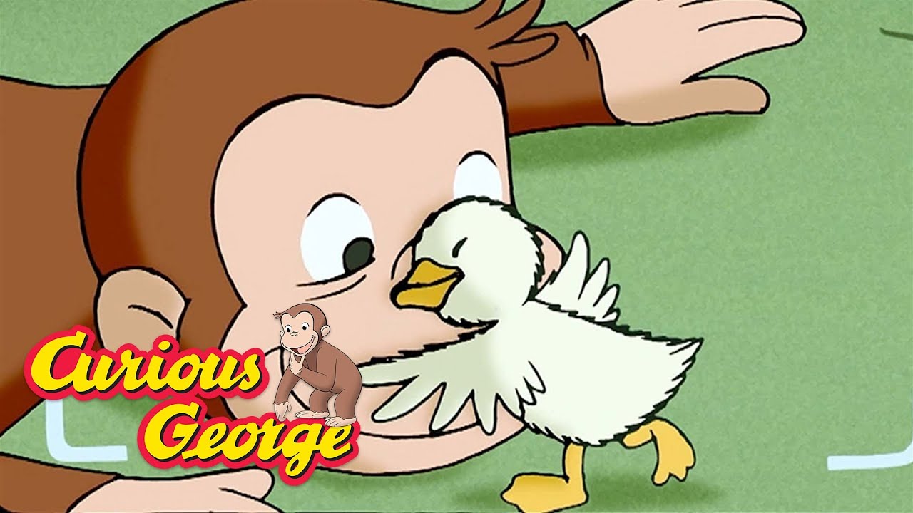 A duckling thinks George is its mother 🐵 Curious George 🐵 Kids Cartoon ...