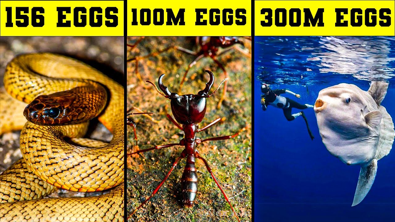 Top 10 Animals That Lay the Most Eggs | Nature’s Biggest Baby Boomers ...