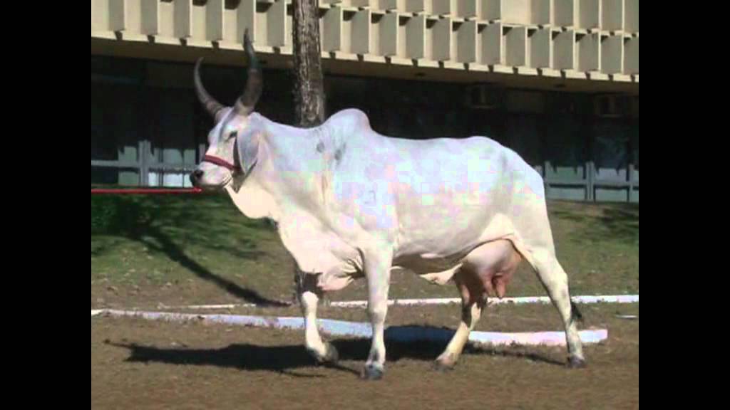 Vaca Guzera Amanda.avi - YouTube