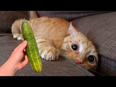 Приколы с Котами |  Приколы с Животными | Prikol 2021 ,Najim prikollar ,Prikollar  2021