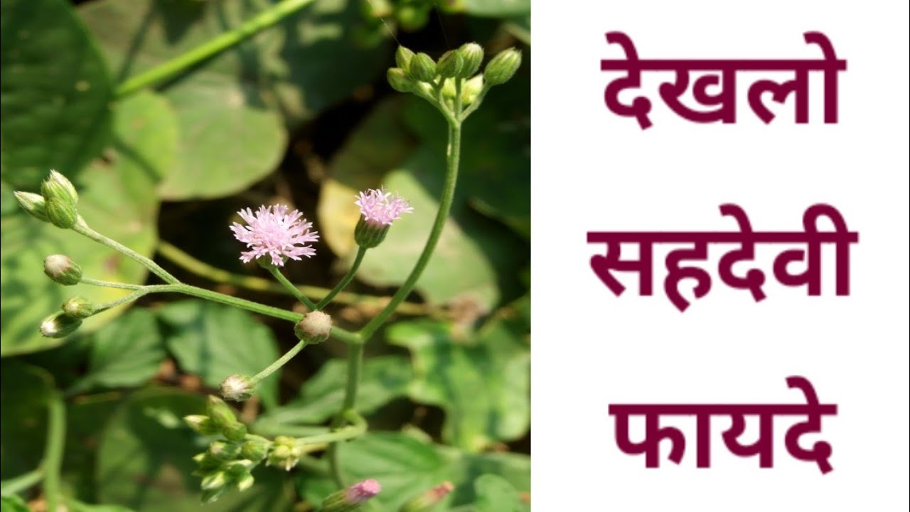 सहदेवी पौधे के अद्भुत चमत्कारी औषधि गुण। sahdei health benefit - YouTube
