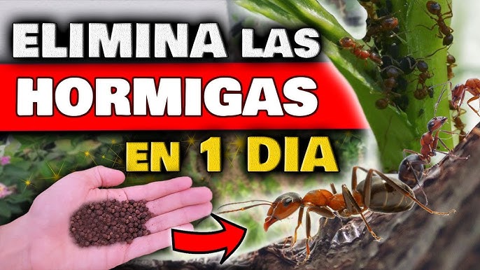 Recetas Naturales Para El Control De Plagas En El Jardín Insecticidas