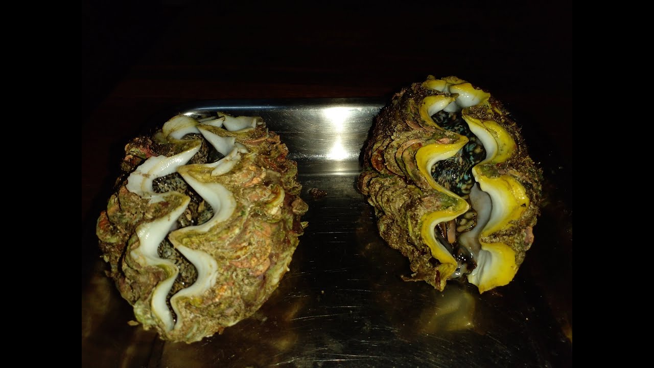 How to Prepare & Cook Giant Clam Shell Meat & Muscles as Delicacy ...