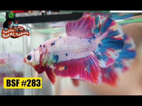 xxx CUPANG BANG SABAN SOLD xxx