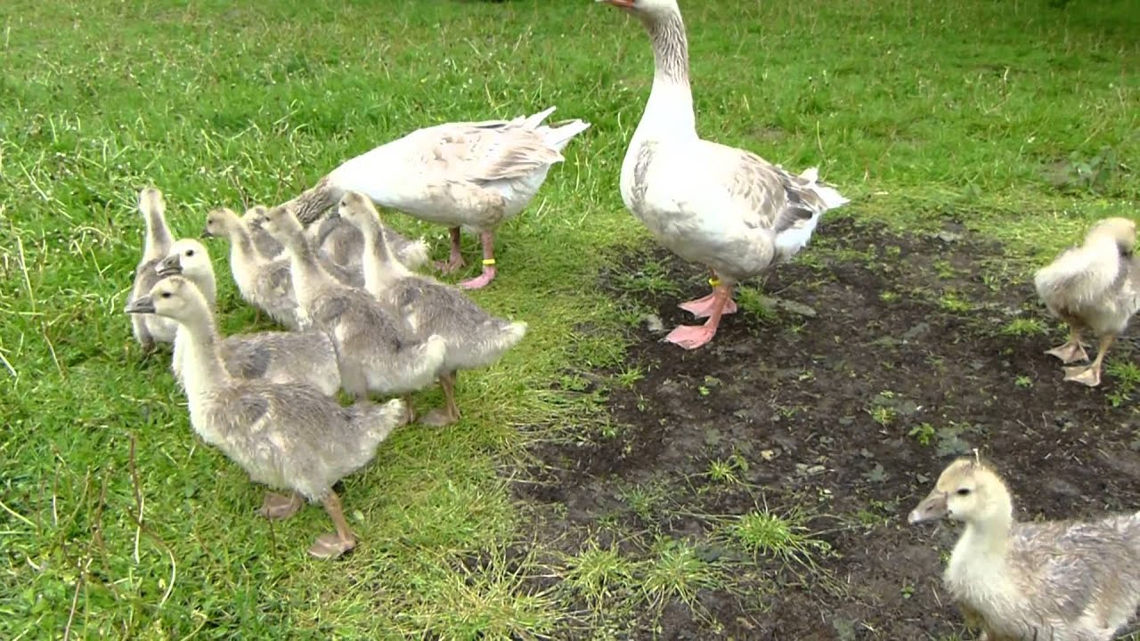 Meine Celler Gänse mit 4 Wochen - YouTube