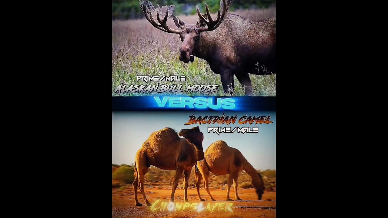 Moose vs Camel #shorts #edit #1v1 #animals - YouTube