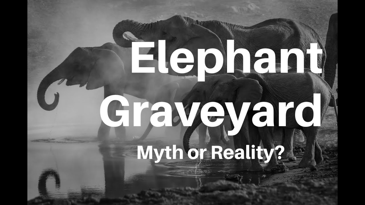 The Elephant's Graveyard: Myth or Reality? - YouTube