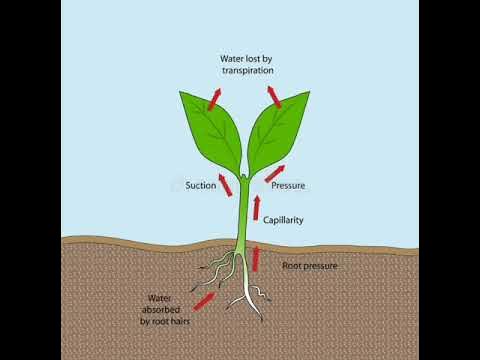 ¿Qué es la capilaridad? ¿En que se relaciona la capilaridad con las ...