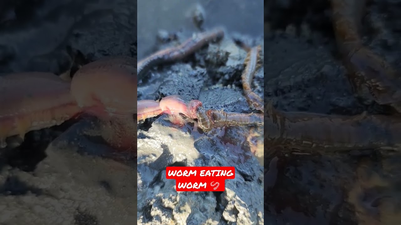 😯 Bloodworms eating a Sandworm 🪱 #shorts #fishing - YouTube
