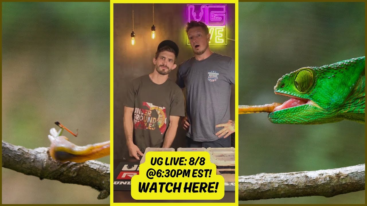 UG LIVE SHOW - 8/8 @ 6:30PM EST - YouTube