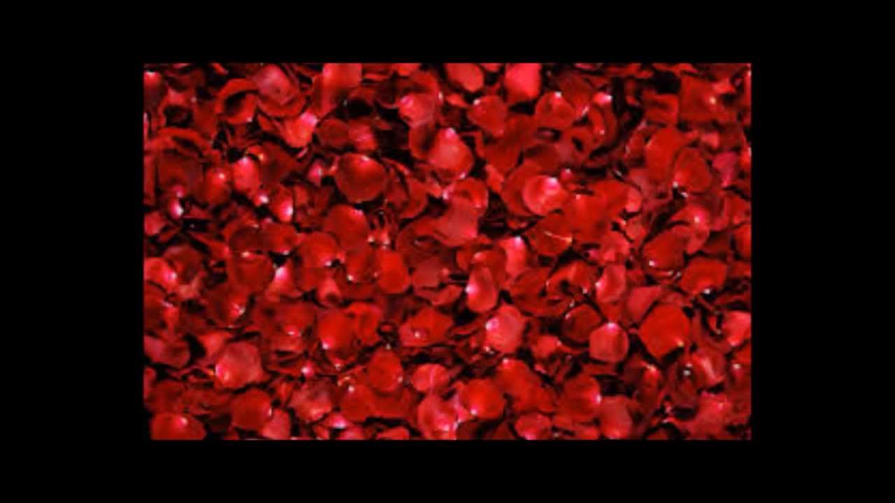 A Room Full Of Roses - YouTube