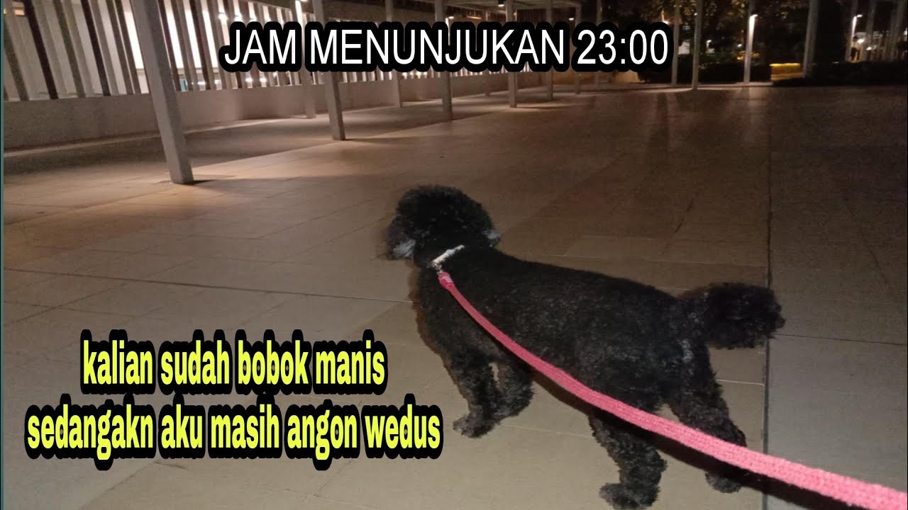 𝗡𝗢𝗩𝗜 𝗖𝗛𝗔𝗡𝗡𝗘𝗟 sedang live sekarang! YANG LAIN WES NGOROK AKU SEK ANGON ...