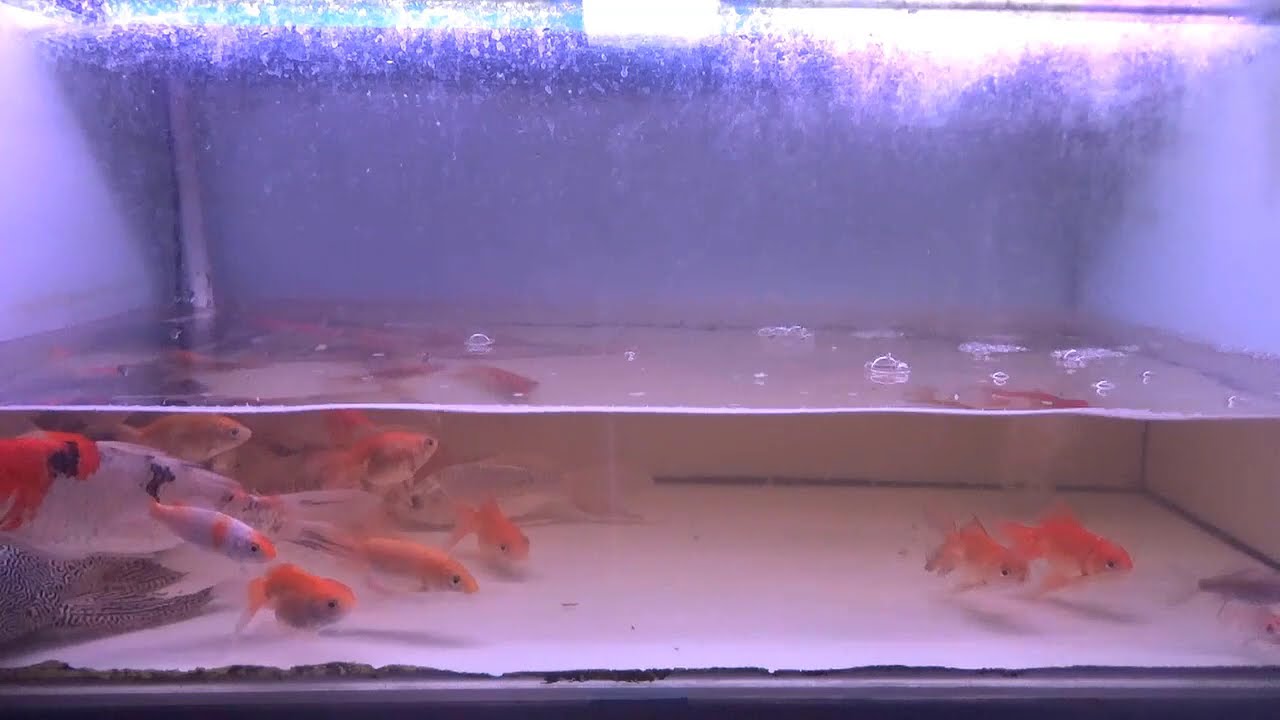 Cut ,Trim and Cleaning Screw with Nails WAS STUCK IN cow's hoof, R29 ...