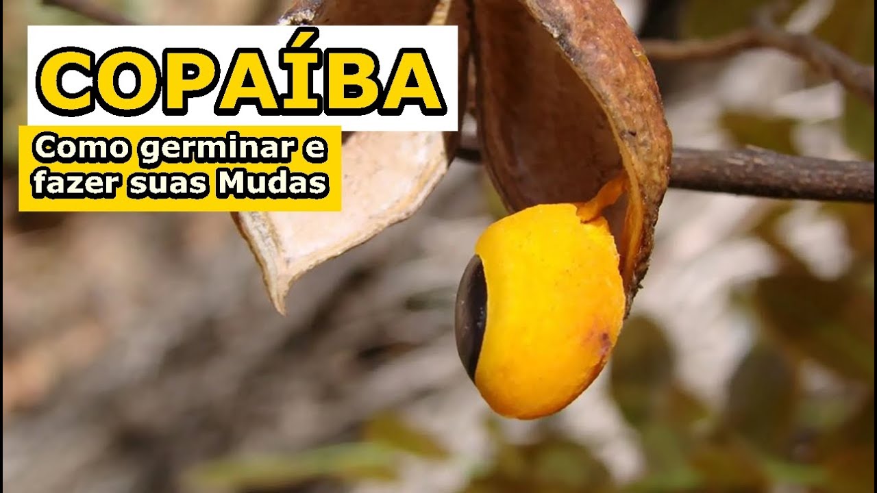 Como Plantar e Fazer Mudas de Copaíba | Germinando suas sementes de ...
