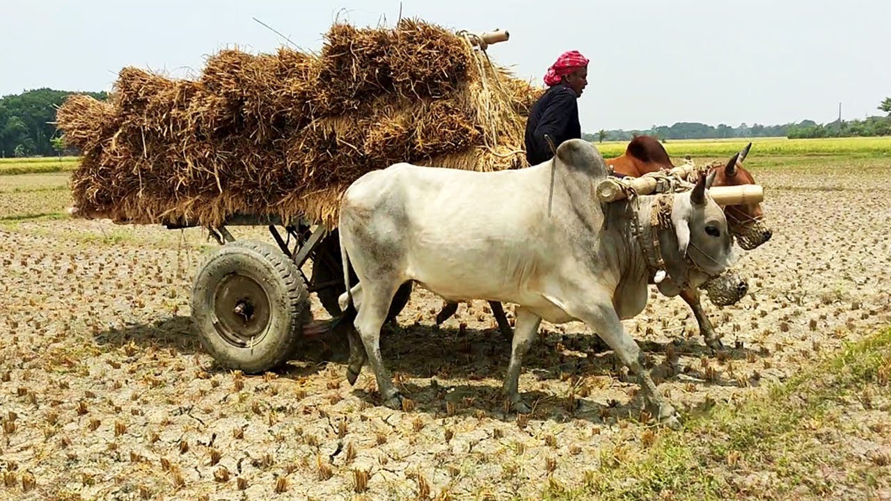 Bullock cart heavy load paddy//Paddy is being harvested from the field ...
