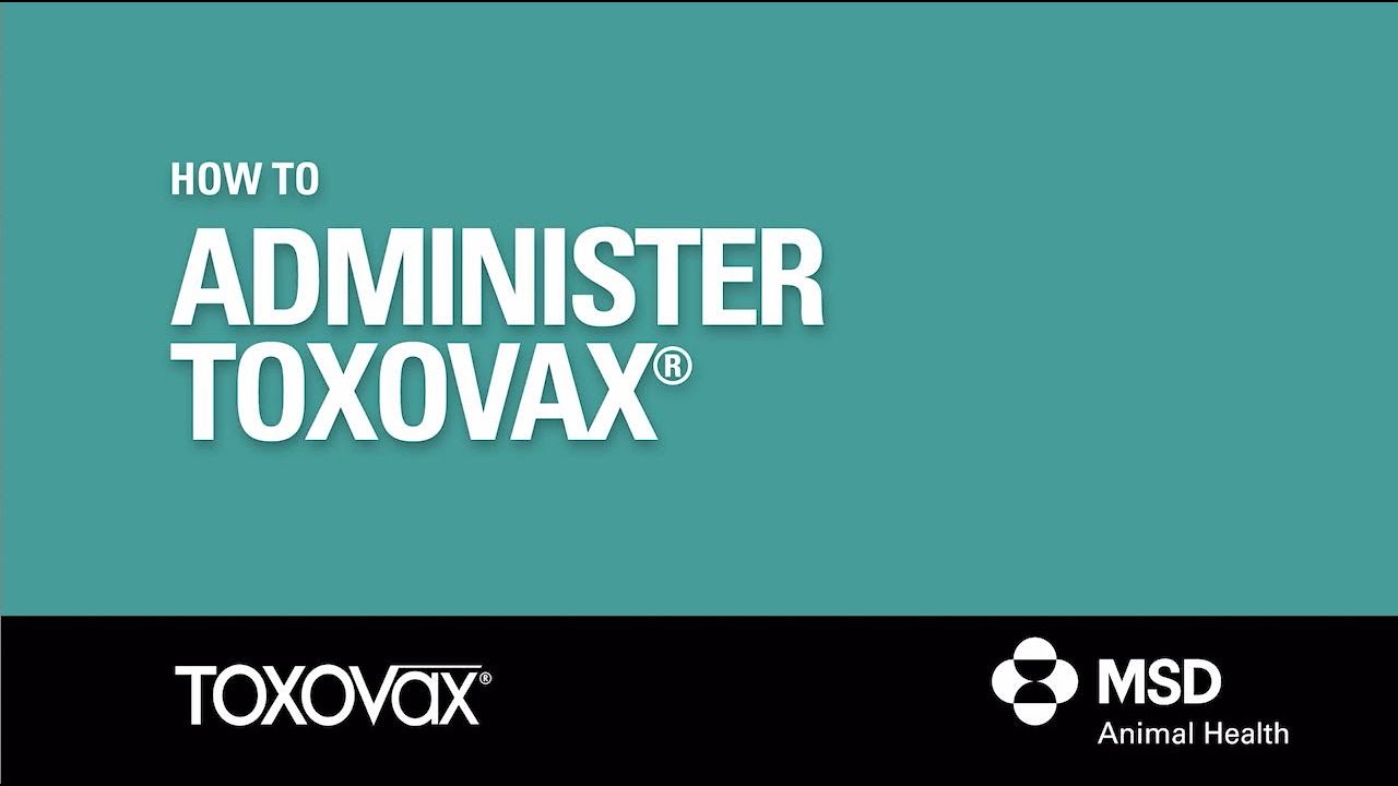 How To Administer Toxovax Vaccine - YouTube