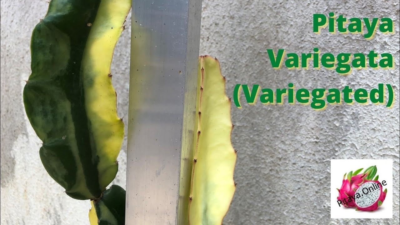 Pitaya Variegata (ou Variegated em inglês) - YouTube