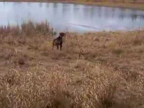 Long Island Pheasant Hunting 9 - YouTube