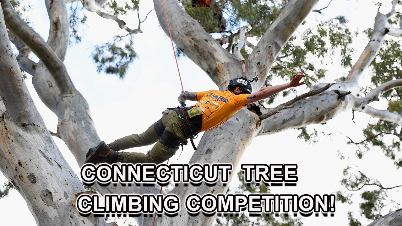 Connecticut Tree Climbing Competition - YouTube