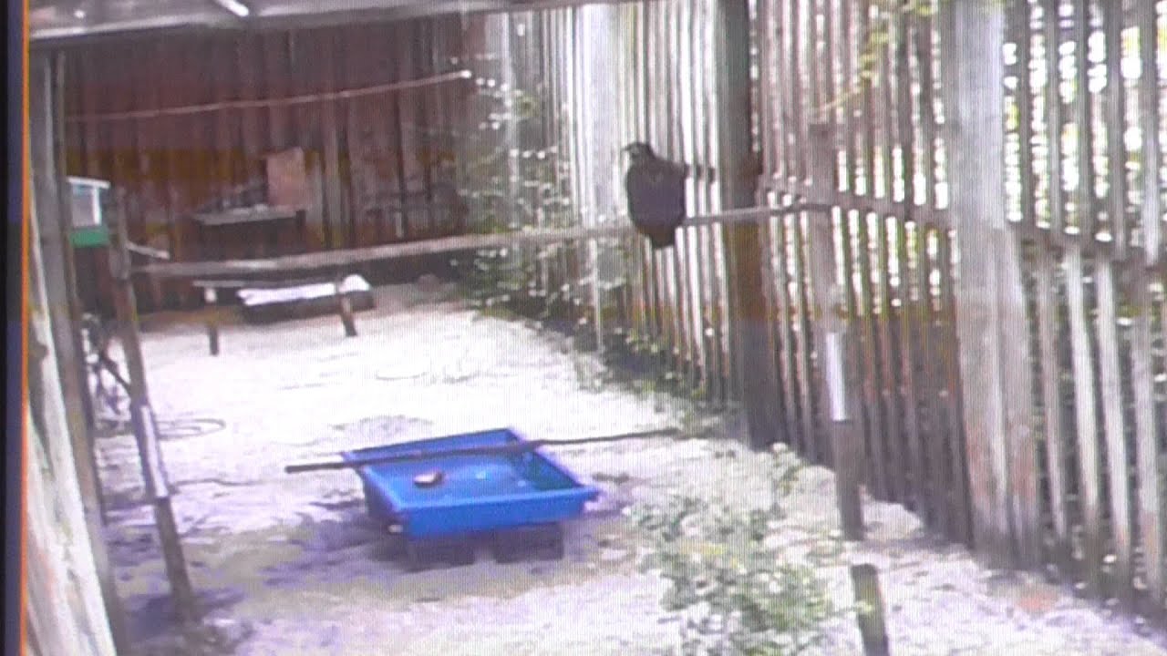 SWFL Eagles_E8 At CROW~Visit #14~Flying & Hunting In The Rain 08-08-16 ...