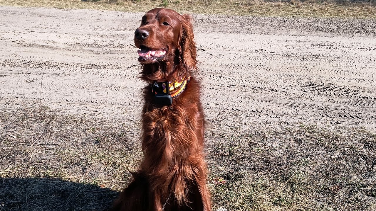 Irish setter running back since 4 years... Nothing more here... - YouTube