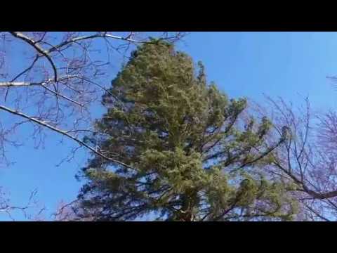 Strong wind shaking trees in Southwest Michigan - YouTube