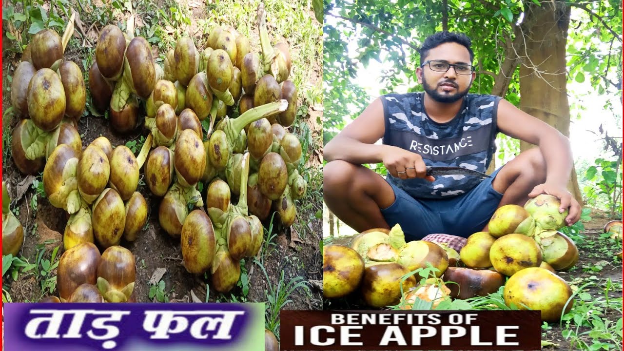 tar kai phal khane ka maza(ice Apple) - YouTube
