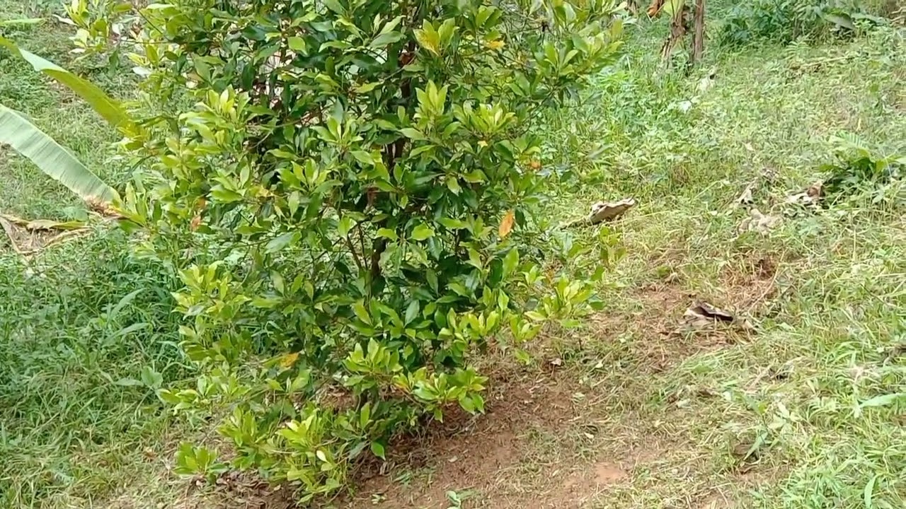 Pohon Cengkeh Usia Muda// Penyebab bercak Daun Pada Tanaman Cengkeh ...