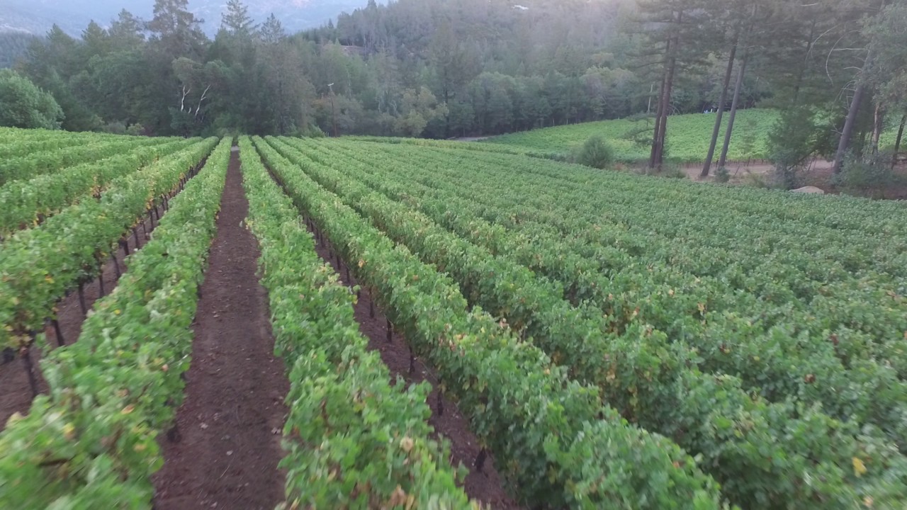 Vineyard Clip 32615 - YouTube