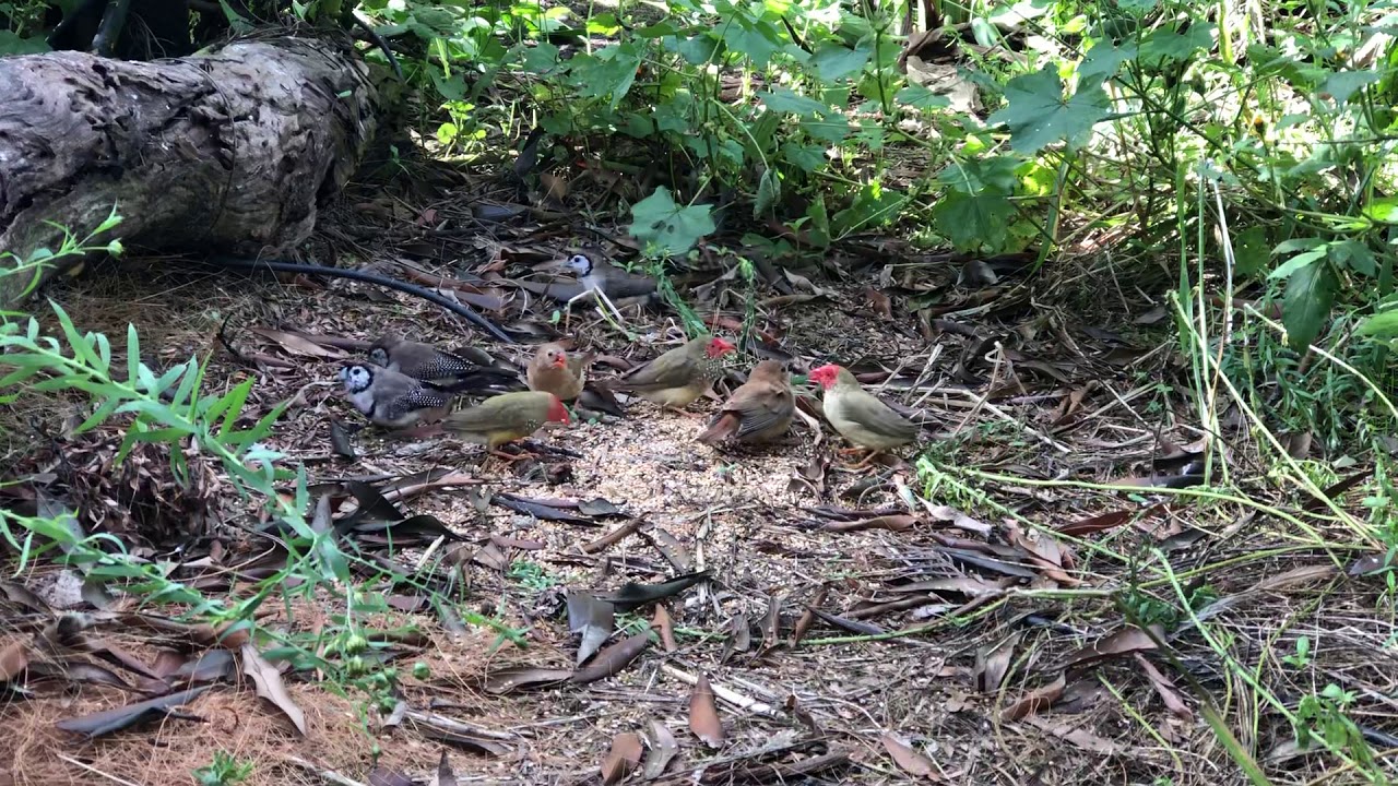 Finches and wrens in the planted Aviary - YouTube