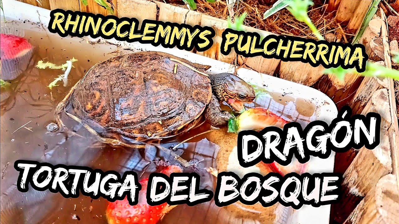 Alimentacion tortuga dragón, del bosque, Rhinoclemmys pulcherrima ...