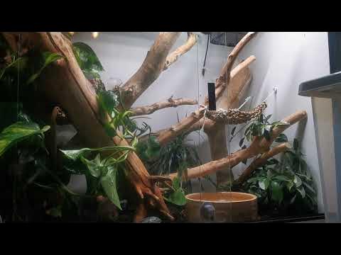 My Jungle Carpet Python, Scipio, exploring his new bioactive enclosure ...