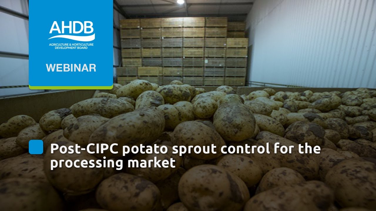 Webinar: Post-CIPC potato sprout control for the processing market ...