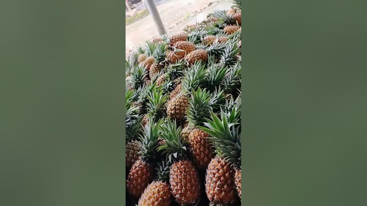 Panen nanas Batu asli muaaaniisss #shorts - YouTube