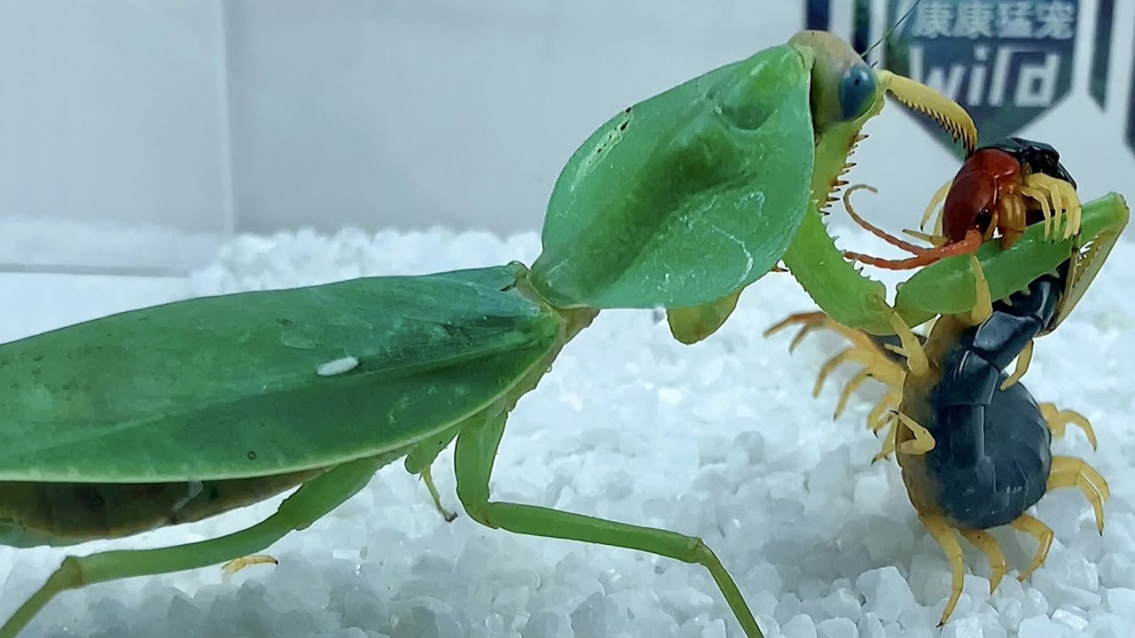 Mantis vs centipede,The battle of life and death between centipede and ...