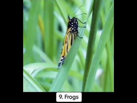 Research shows how different animals see the world - YouTube