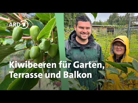 Kiwibeeren im Garten und im Topf selbst anbauen | MDR Garten