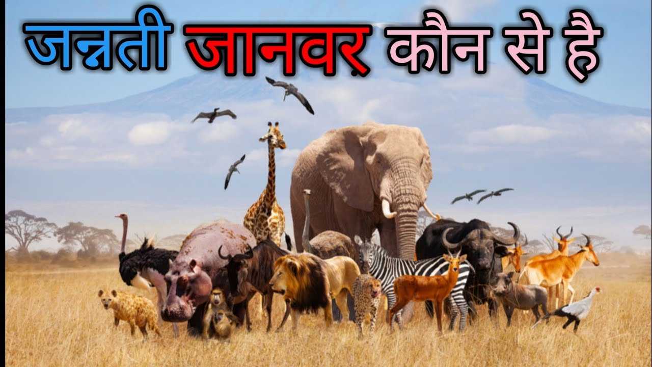 Jannati Janwar Kaun Se Hai। जन्नती जानवर कौन से है। - YouTube