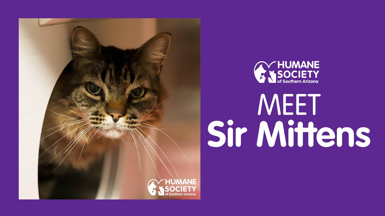 Meet Sir Mittens - YouTube