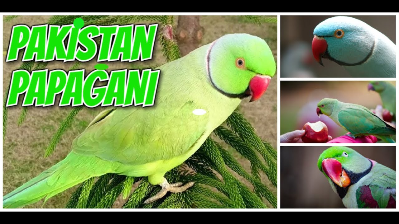 PAKİSTAN PAPAĞANI ÖZELLİKLERİ ve BAKIM BİLGİLERİ 🦜 - YouTube