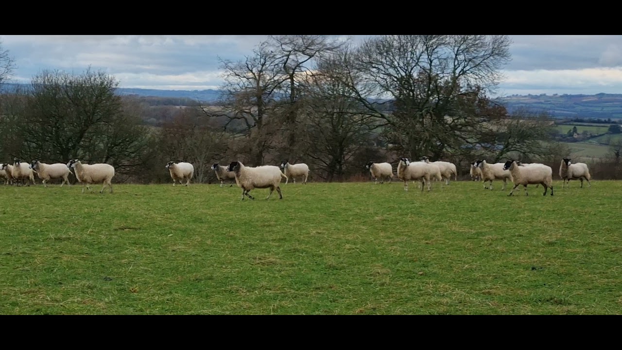 North Country Mule Ewes - YouTube