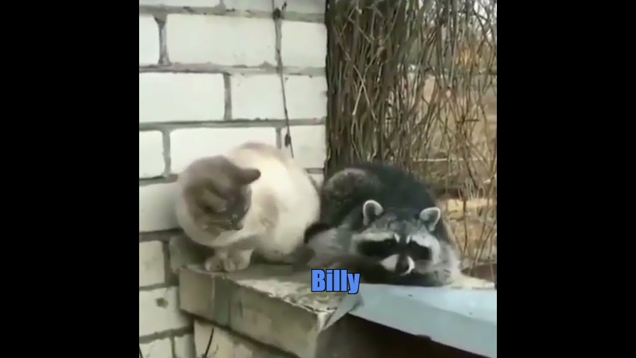 Raccoon Drug Deal - YouTube