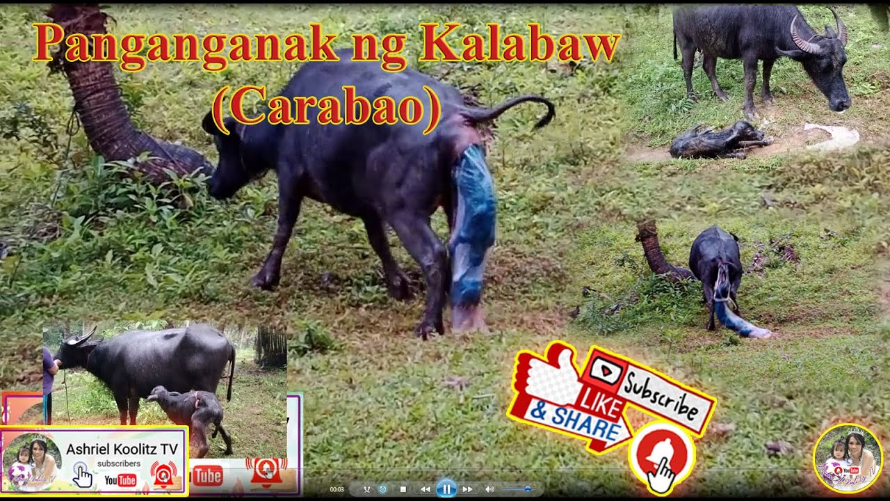 Panganganak ng kalabaw (Carabao giving birth) - YouTube