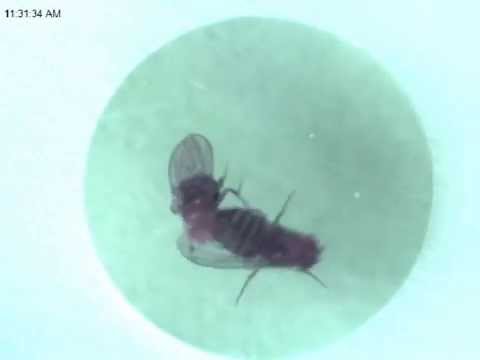 Drosophila courtship and mating
