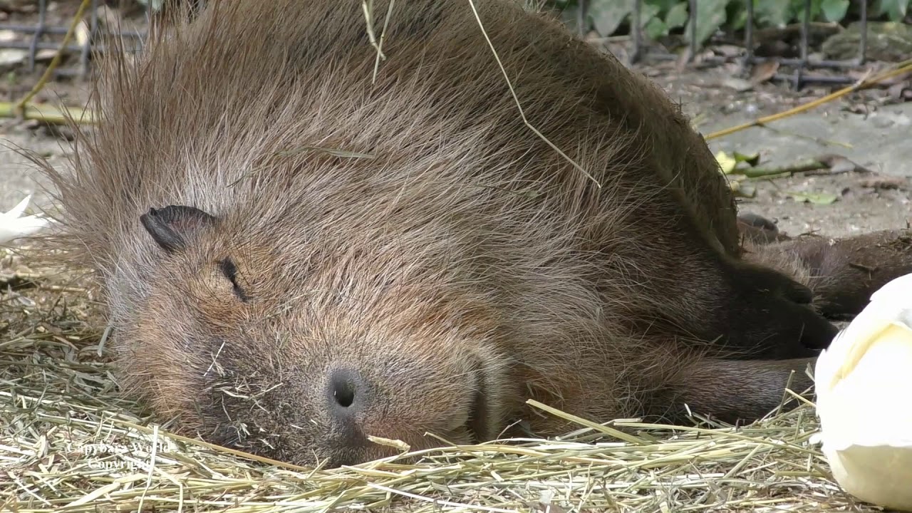 Butter Capybara After the Capybaras Have Had an All-Night Party バターカピバラ ...