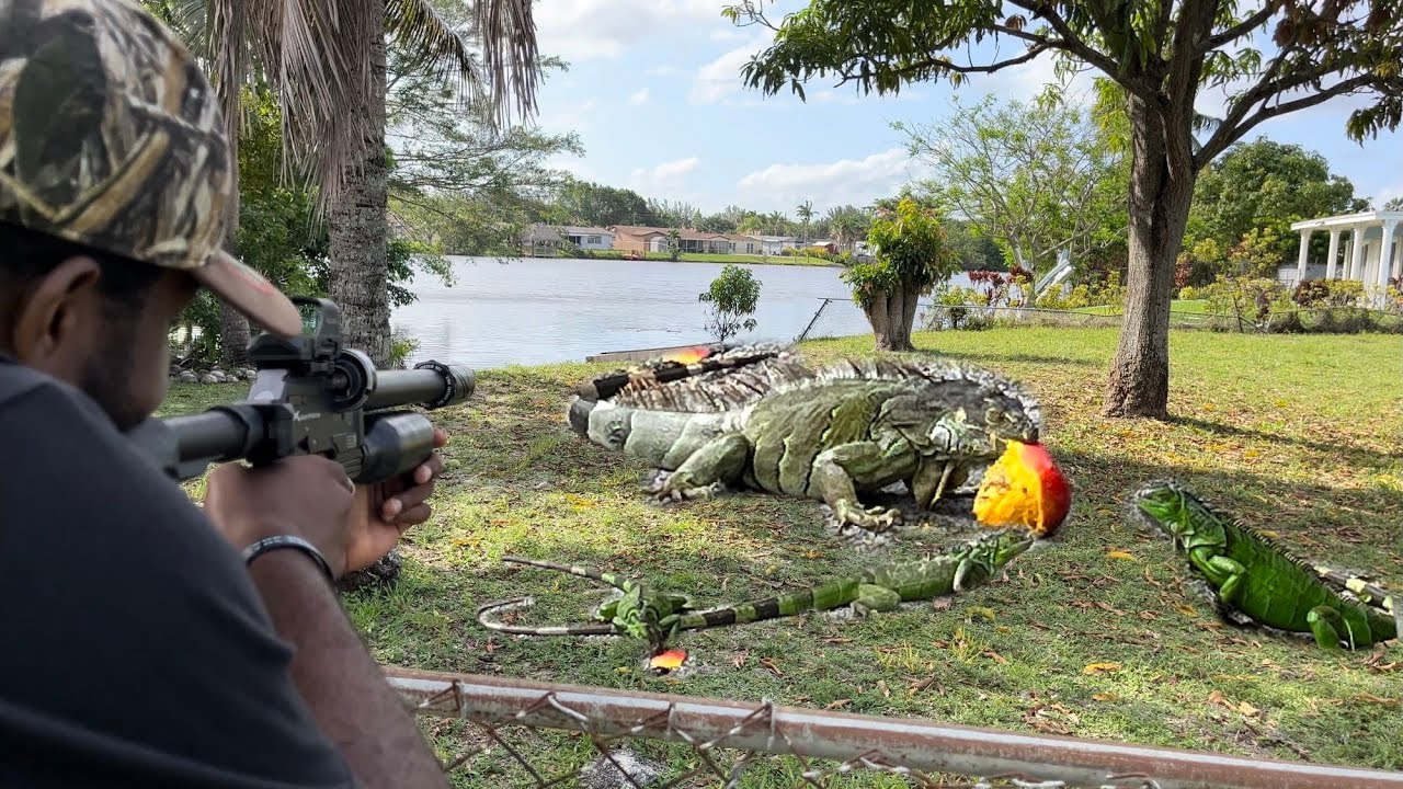 Massive Mango Munching Monsters Take over BackYard! Hired to Remove ...