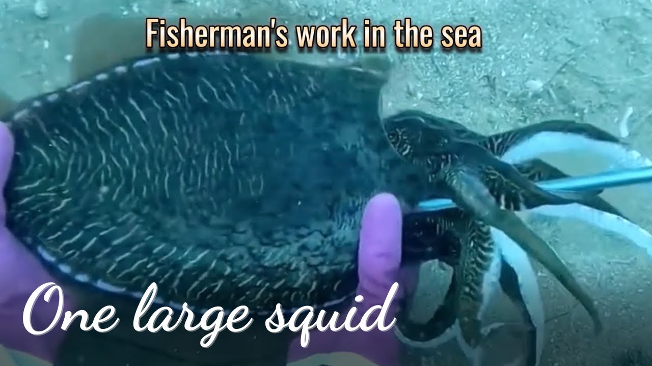 Today is your lucky day , One large squid || People Of The Sea - YouTube